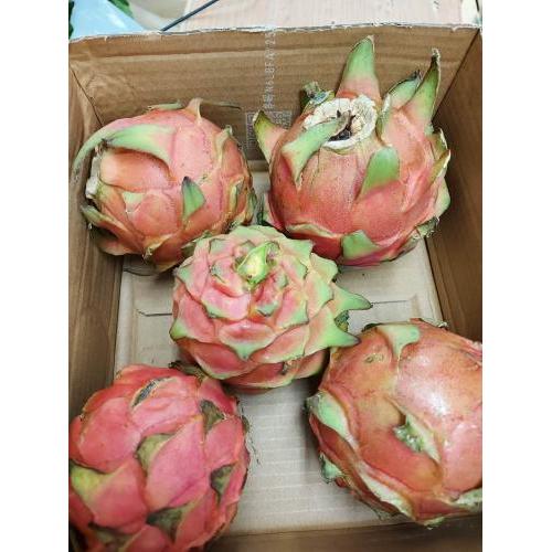 减价 红肉火龙果 2.1kg（5个） （比较生）_新鲜水果_新鲜食品_乐动易购-ledoshop